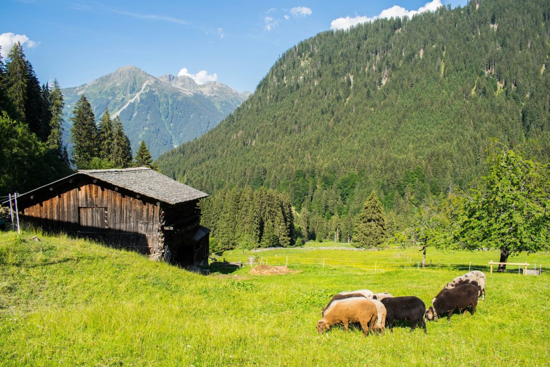 Kulturbærerne i de østerrikske alper - Let's get lost