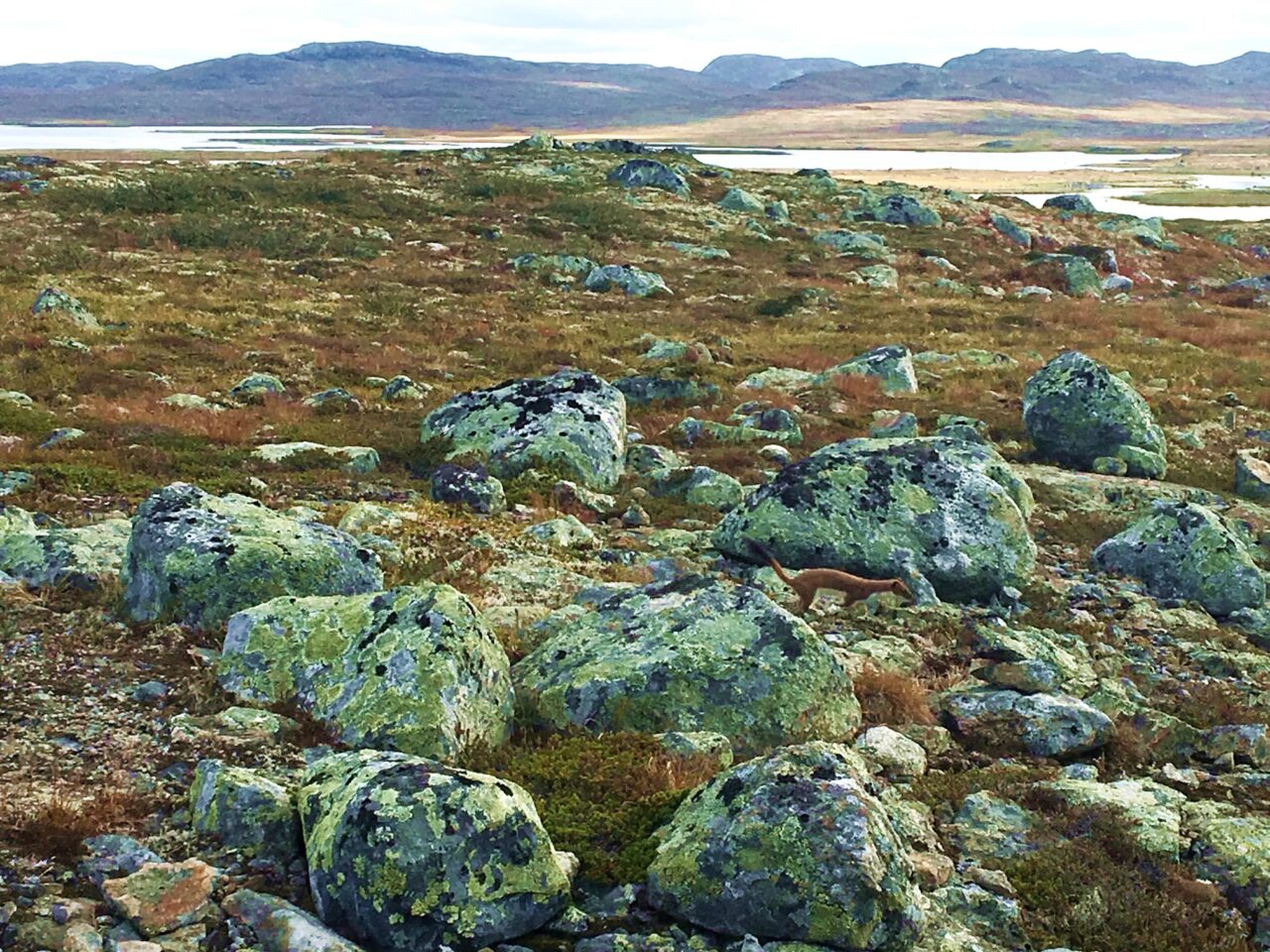 Komplett guide for å bruke DNT-hytte - Let's get lost